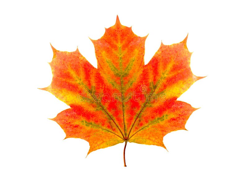 Colorful Maple Leaf Isolated on White Background Stock Illustration ...