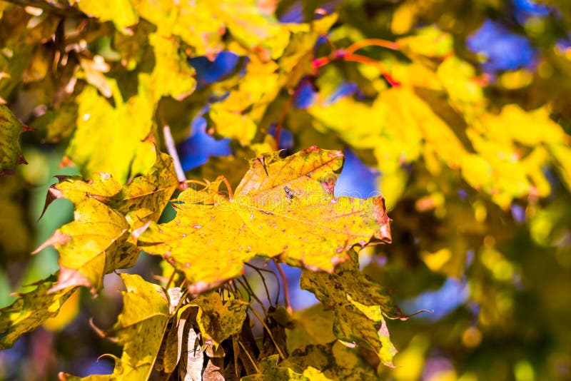 Colorful Maple Leaf Macro View. Pattern and Texture. Soft Focus Stock ...