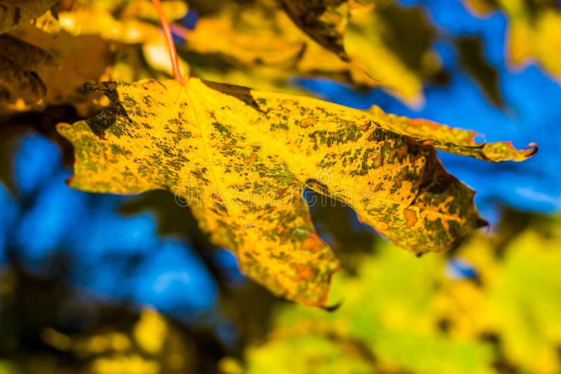 Colorful Maple Leaf Macro View. Pattern and Texture. Soft Focus Stock ...