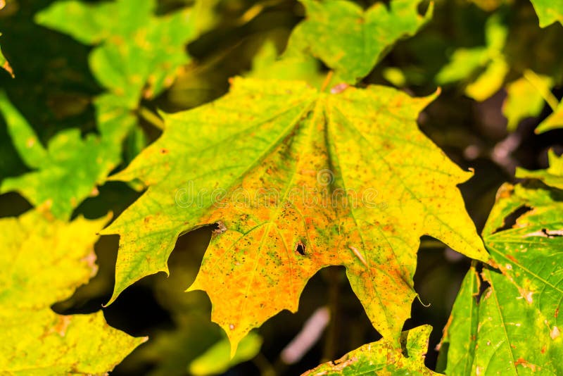 Colorful Maple Leaf Macro View. Pattern and Texture. Soft Focus Stock ...