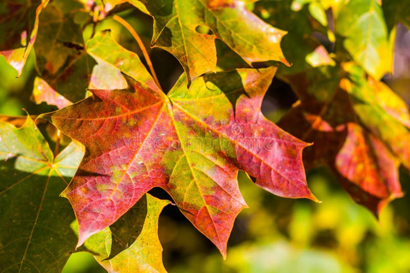 Colorful Maple Leaf Macro View. Pattern and Texture. Soft Focus Stock ...