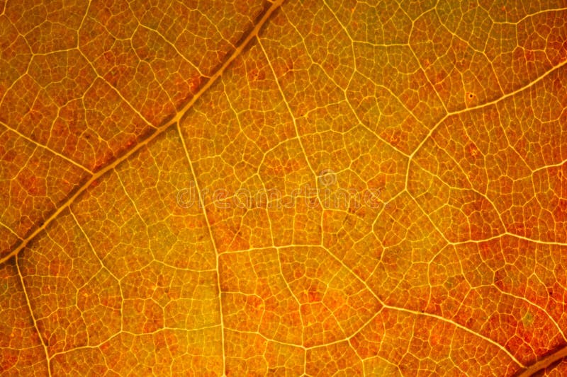 Intense Colorful Maple Leaf Structure Stock Image - Image of fresh ...