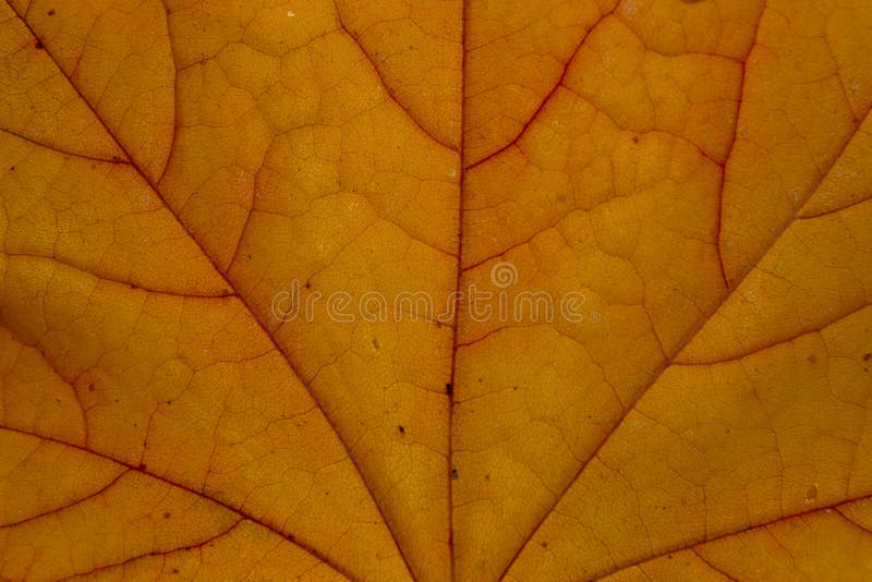 Colorful Maple Leaf Structure Red and Yellow Color Stock Photo - Image ...