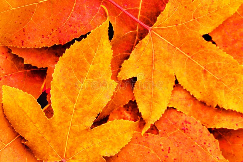 Colorful Maple Leafs for Background. Stock Image - Image of outdoors ...