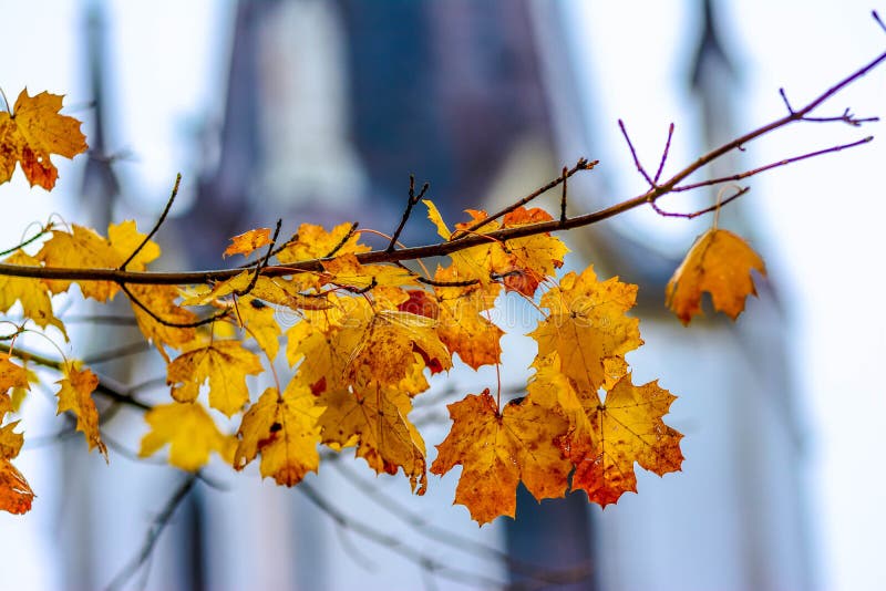 Colorful maple leafs stock photo. Image of seamlessly - 45509144