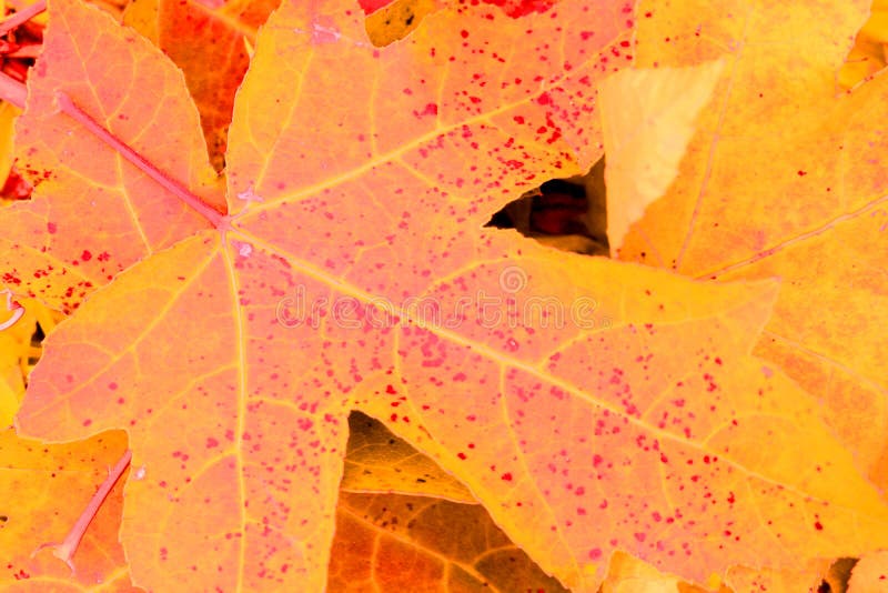 Colorful Maple Leafs for Background. Stock Photo - Image of close ...