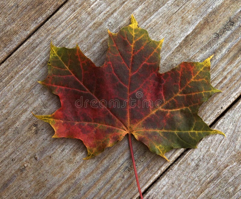 Colorful Maple Leave on Wooden Deck Stock Photo - Image of wood, nature ...