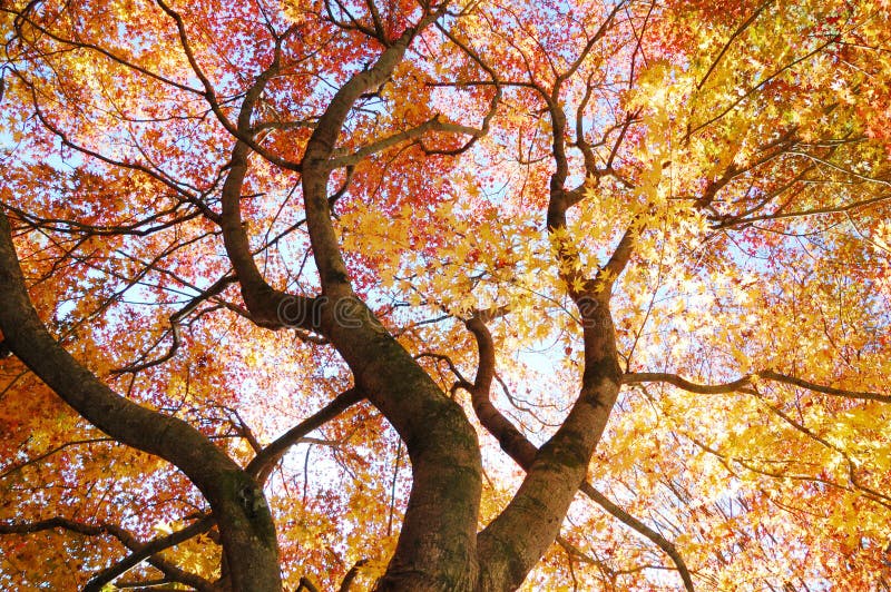 Colorful maple leaves stock image. Image of tree, canada - 12006057