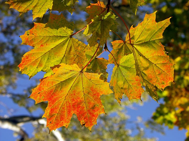 Colorful maple leaves stock image. Image of blue, cool - 292711