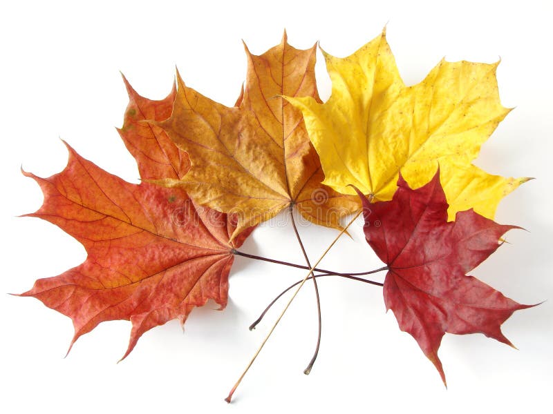 Colorful maple leaves stock image. Image of orange, nature - 7074369