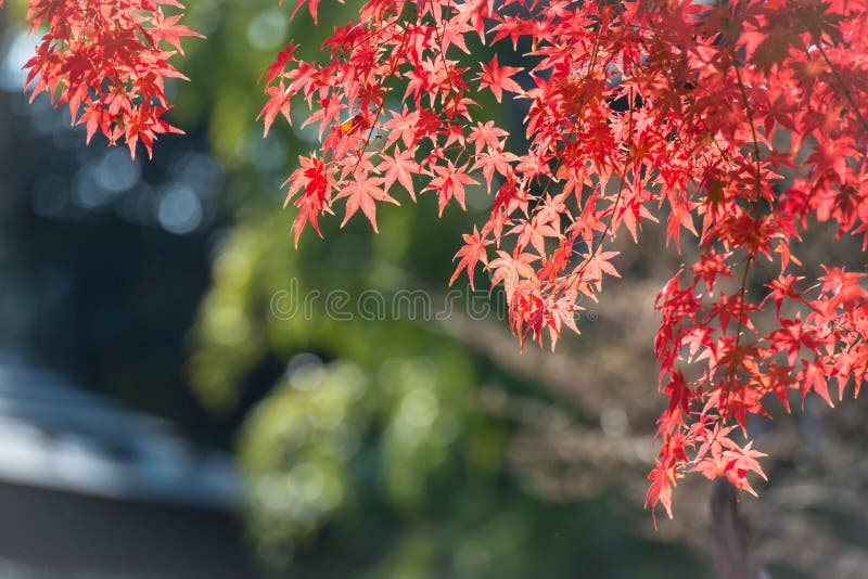 Colorful of maple leaves. stock image. Image of color - 98284447