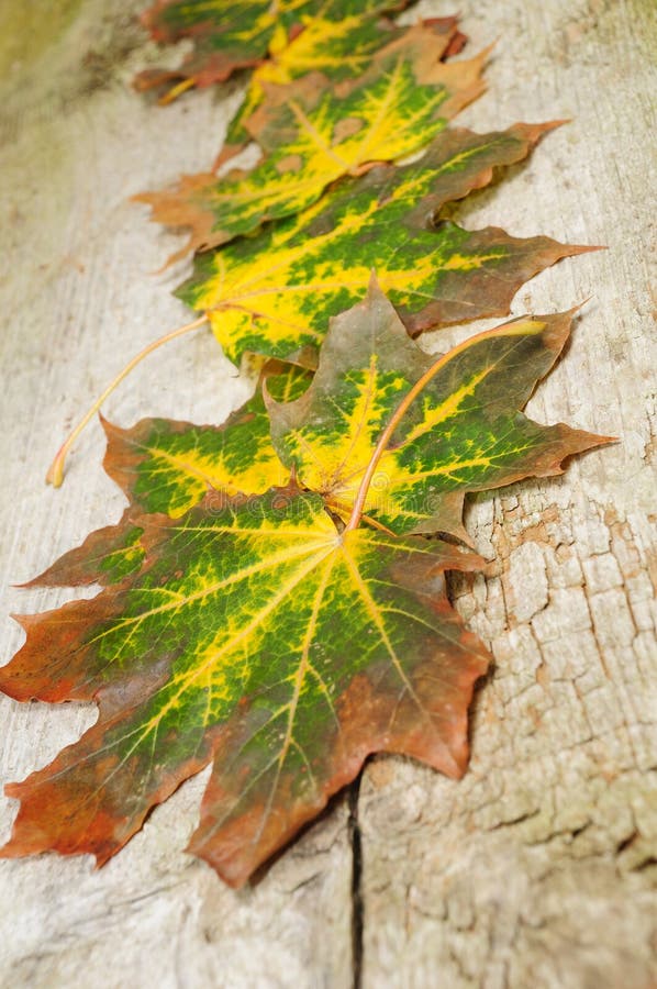 Colorful maple leaves stock image. Image of autumn, foliage - 33744353