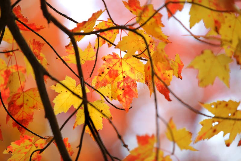 Maple Leaves Back-lit in Autumn Time Stock Photo - Image of maple ...