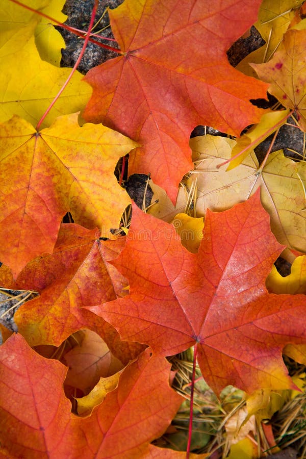 Colorful Maple Leaves Background Stock Photo - Image of background ...