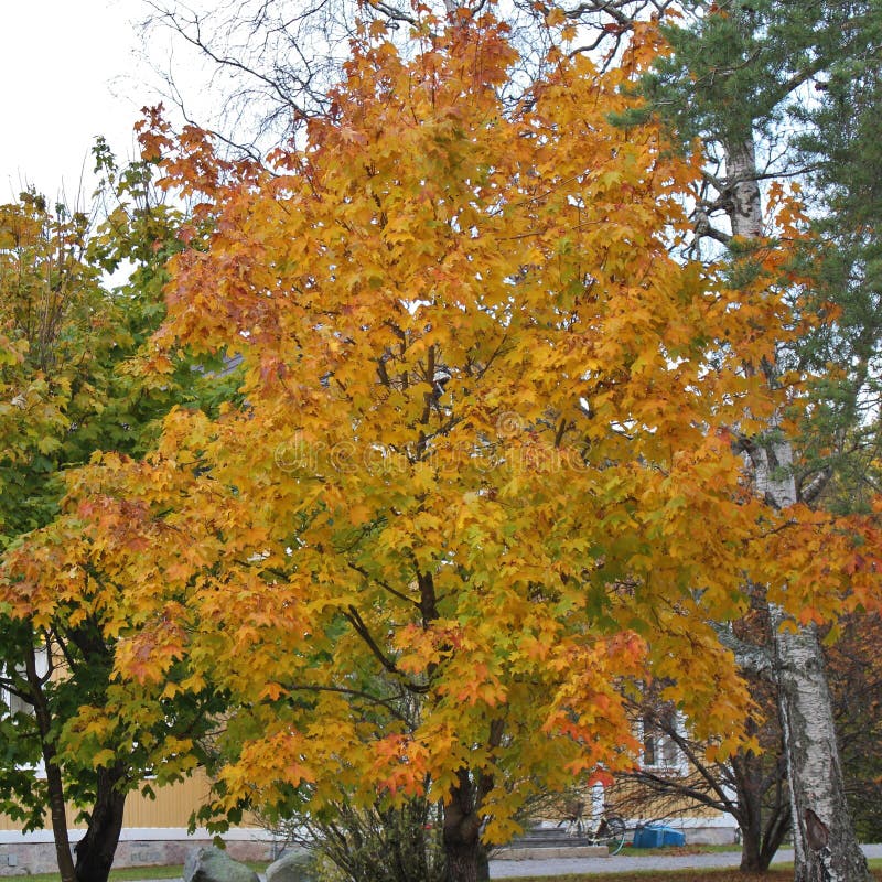 Colorful maple leaves stock photo. Image of yellow, leaf - 67041394