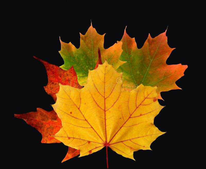 Colorful Maple leaves stock image. Image of pattern, tree - 75681511