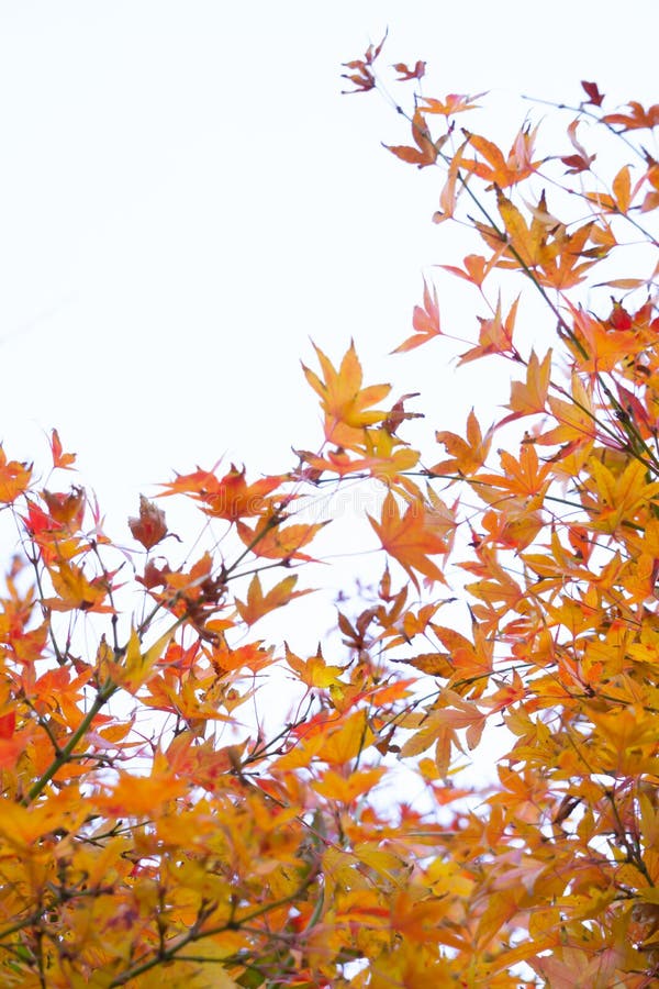 Colorful Maple Leaves on the Branches in Fall Season are on the White ...