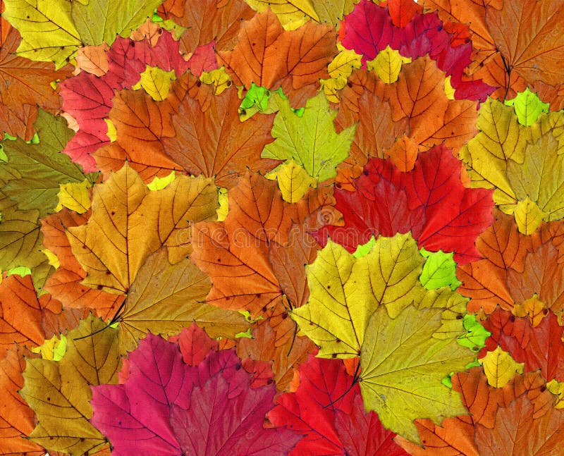 Colorful Maple Leaves on Canvas Stock Image - Image of fall ...