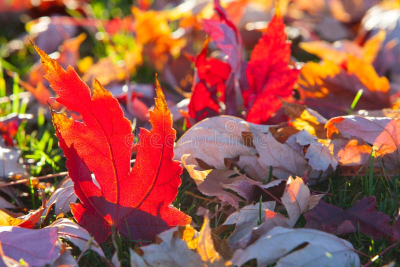 Colorful Maple Leaves on a Grass Field in the Fall Season Stock Image ...