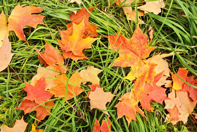 Colorful maple leaves stock image. Image of color, orange - 45211685