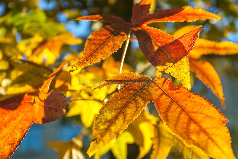 Colorful Maple Leaves, Natural Autumn Background, Color Processed Image ...