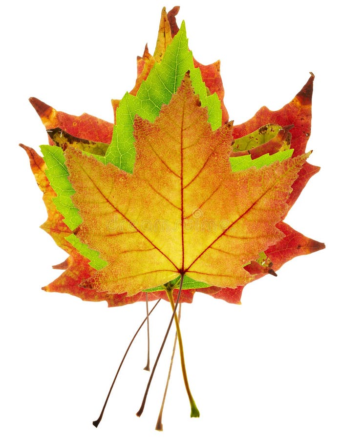 Colorful Maple Leaves Stack Stock Image - Image of background, colorful ...
