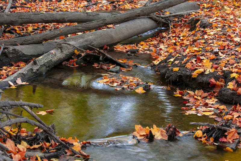 Red maple and stream stock photo. Image of south, korea - 6056312