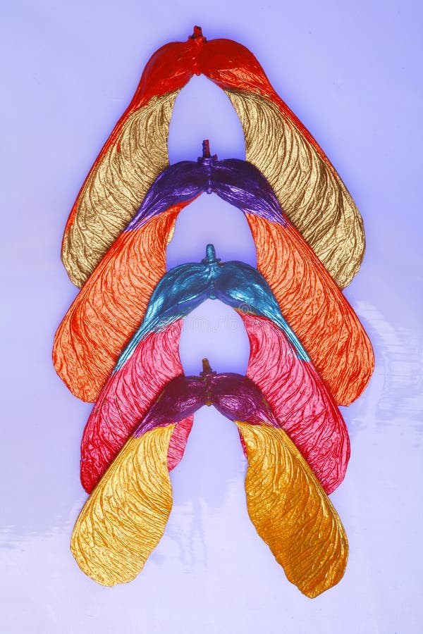 Colorful maple seeds stock photo. Image of artifact, colors - 3737858