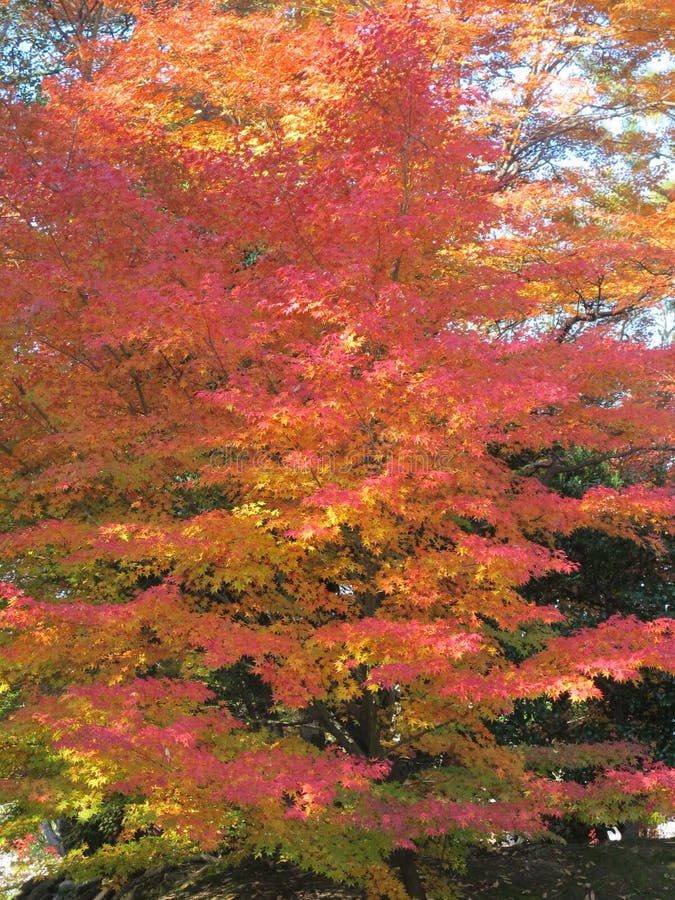 Colorful Maple Tree in Autumn in Japan Stock Image - Image of beautiful ...