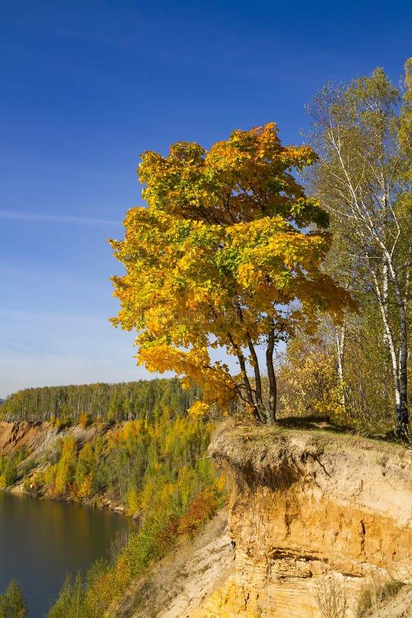 Colorful Maple Tree on the Edge of a Ravine. Stock Image - Image of ...