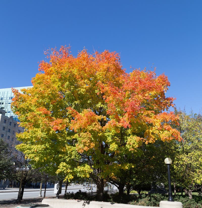 Colorful Maple Tree in the Fall Stock Photo - Image of green, closeup ...