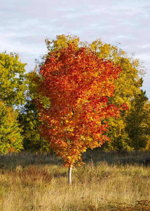 Colorful Maple Tree on a Field in Autumn Stock Photo - Image of outdoor ...