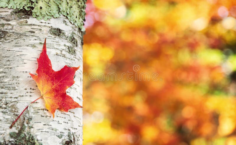 Colorful Maple Tree Leaf Against Birch Tree Bark on Autumn Bokeh Stock Image - Image of outdoors ...