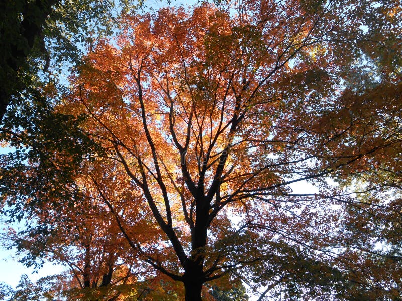 Colorful Maple Tree Leaves in Central Park. Stock Image - Image of park ...