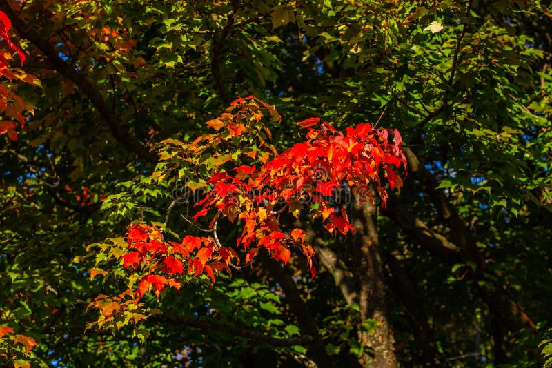 Colorful Maple Tree Leaves To Mark the Start of a Wisconsin Fall Stock ...