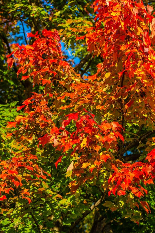Colorful Maple Tree Leaves To Mark the Start of a Wisconsin Fall Stock ...