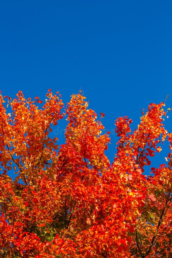 Colorful Maple Tree Leaves To Mark the Start of a Wisconsin Fall Stock ...