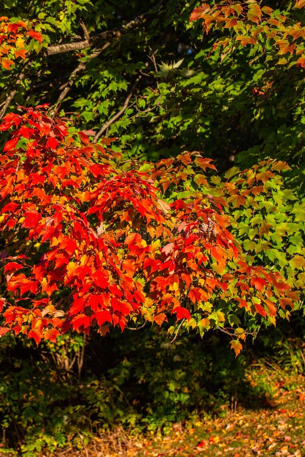 Colorful Maple Tree Leaves To Mark the Start of a Wisconsin Fall Stock ...