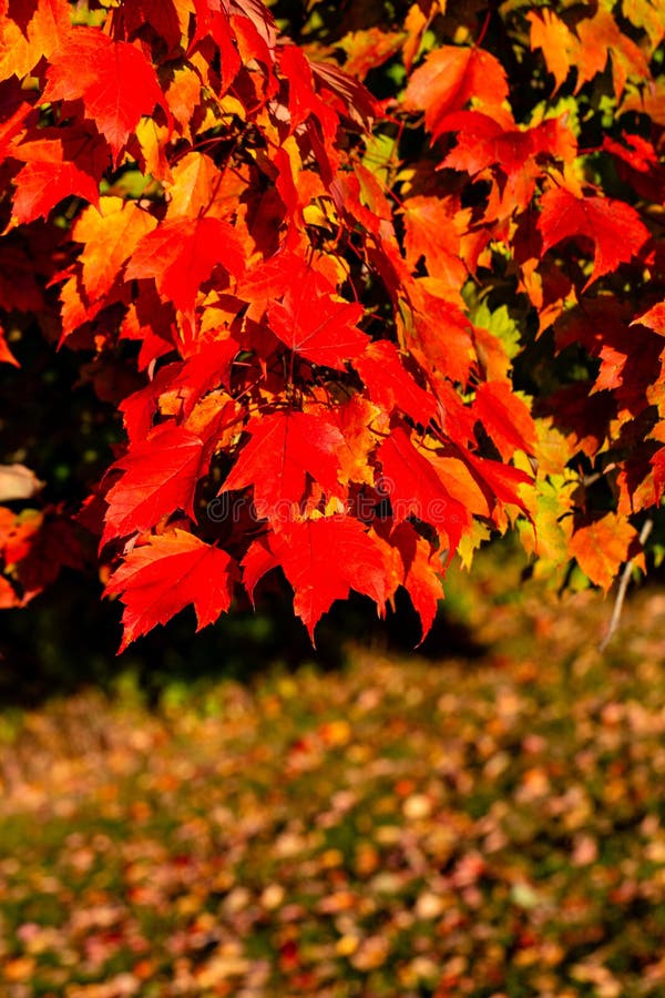 Colorful Maple Tree Leaves in Wisconsin Stock Photo - Image of tree ...