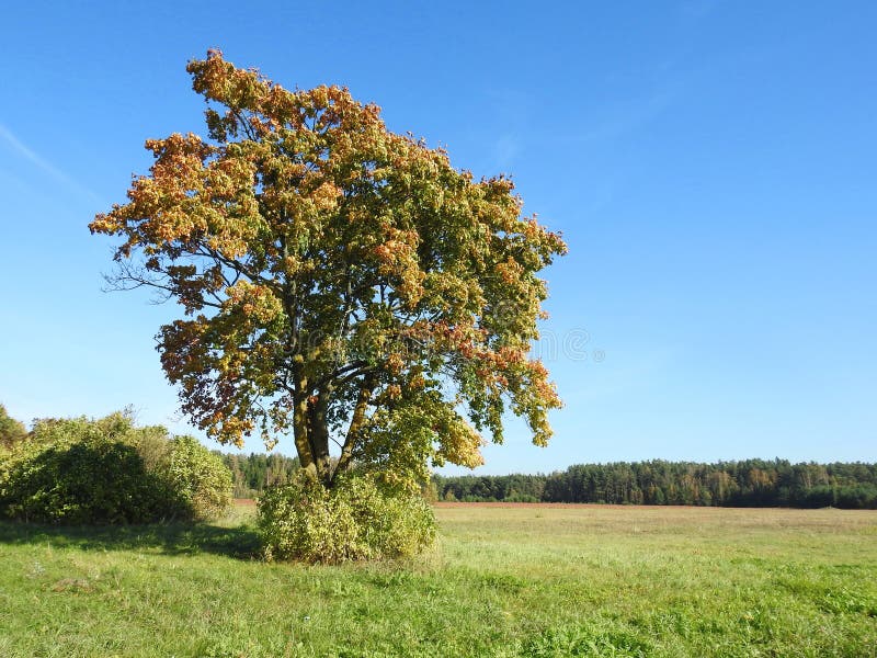 Autumn Trees in Field, Lithuania Stock Image - Image of flora, green ...