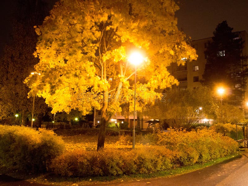 Colorful Maple Tree at Night Stock Image - Image of orange, shadow ...
