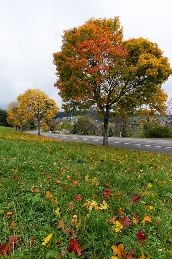Colorful Maple Trees at Autumn Time, Black Forest Stock Image - Image ...
