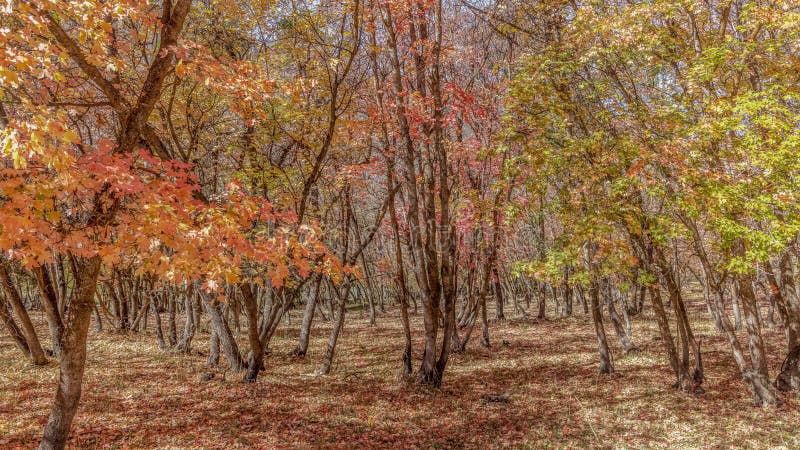 Maple Trees in Autumn Time in Utah Wasatch Mountains Stock Photo ...