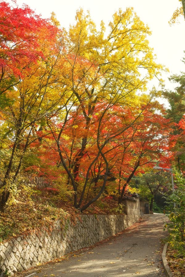 Colorful Maple Trees by the Path Stock Image - Image of fall ...