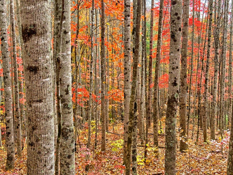 Colorful Maple Trees in Pisgah National Forest, NC Stock Photo - Image ...
