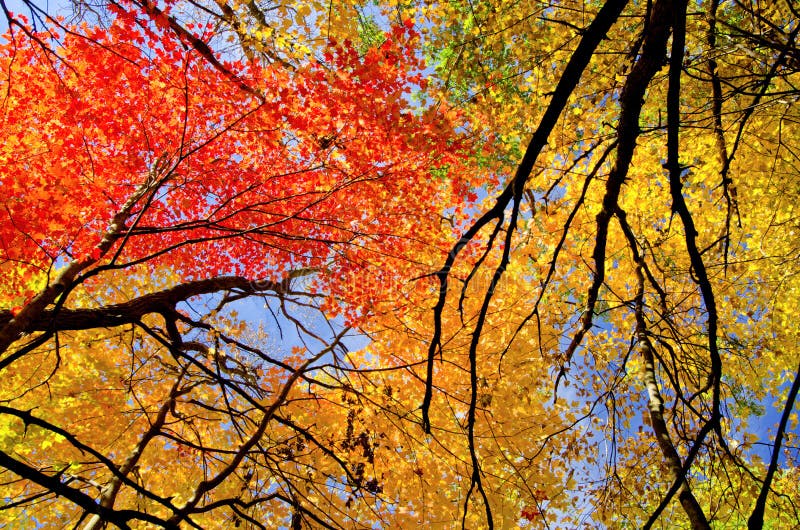 Autumn Trees stock photo. Image of outdoor, plant, landscape - 27405036