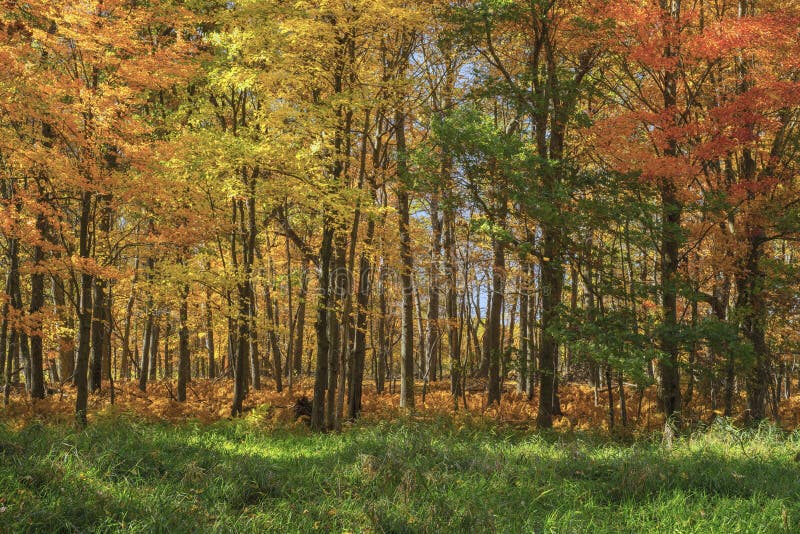 Colorful maples and meadow stock photo. Image of colors - 27580904