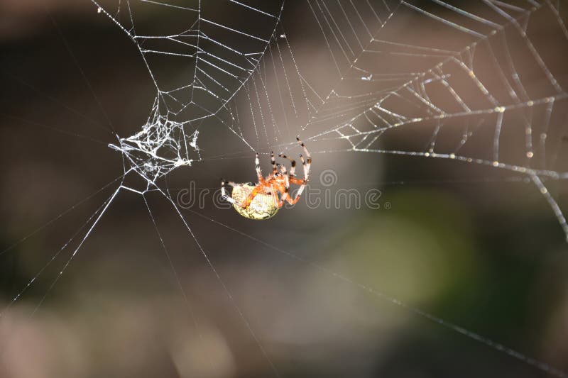 Marbled Orbweaver Spider Crawling Out from a Web Stock Photo - Image of ...