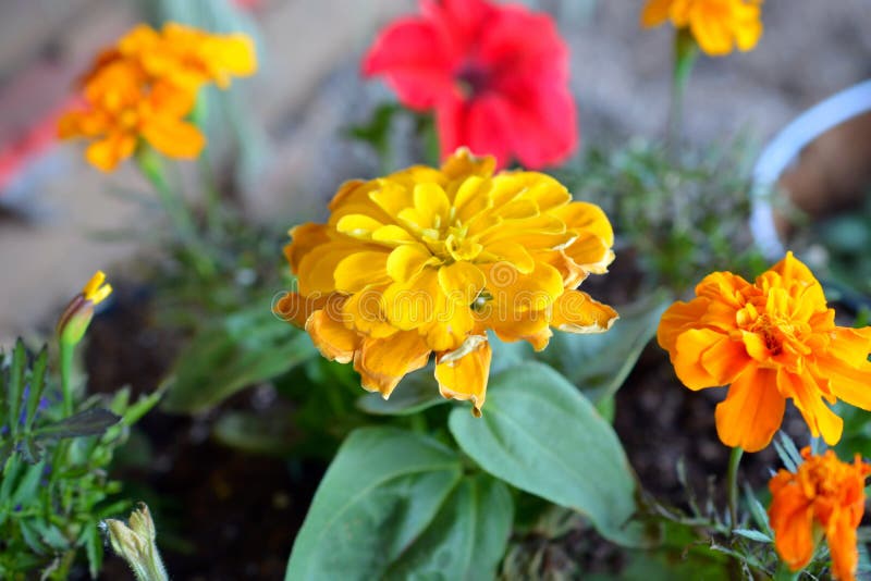 Colorful Marigold Flowers in Bloom Stock Photo - Image of alive, shaded ...