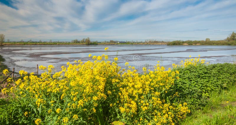 Colorful Marshy Landscape in Springtime Stock Image - Image of mustard ...